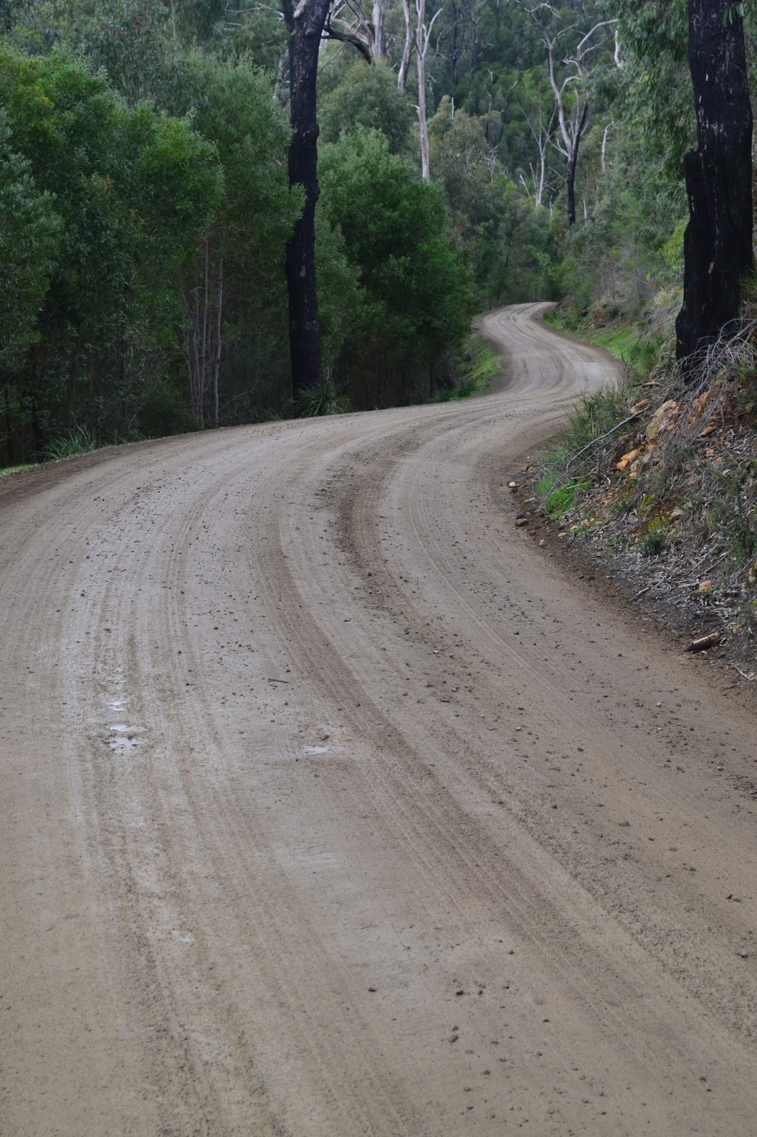 Goin' Feral One Day At A Time: Mt Everard Circuit, Kinglake National ...