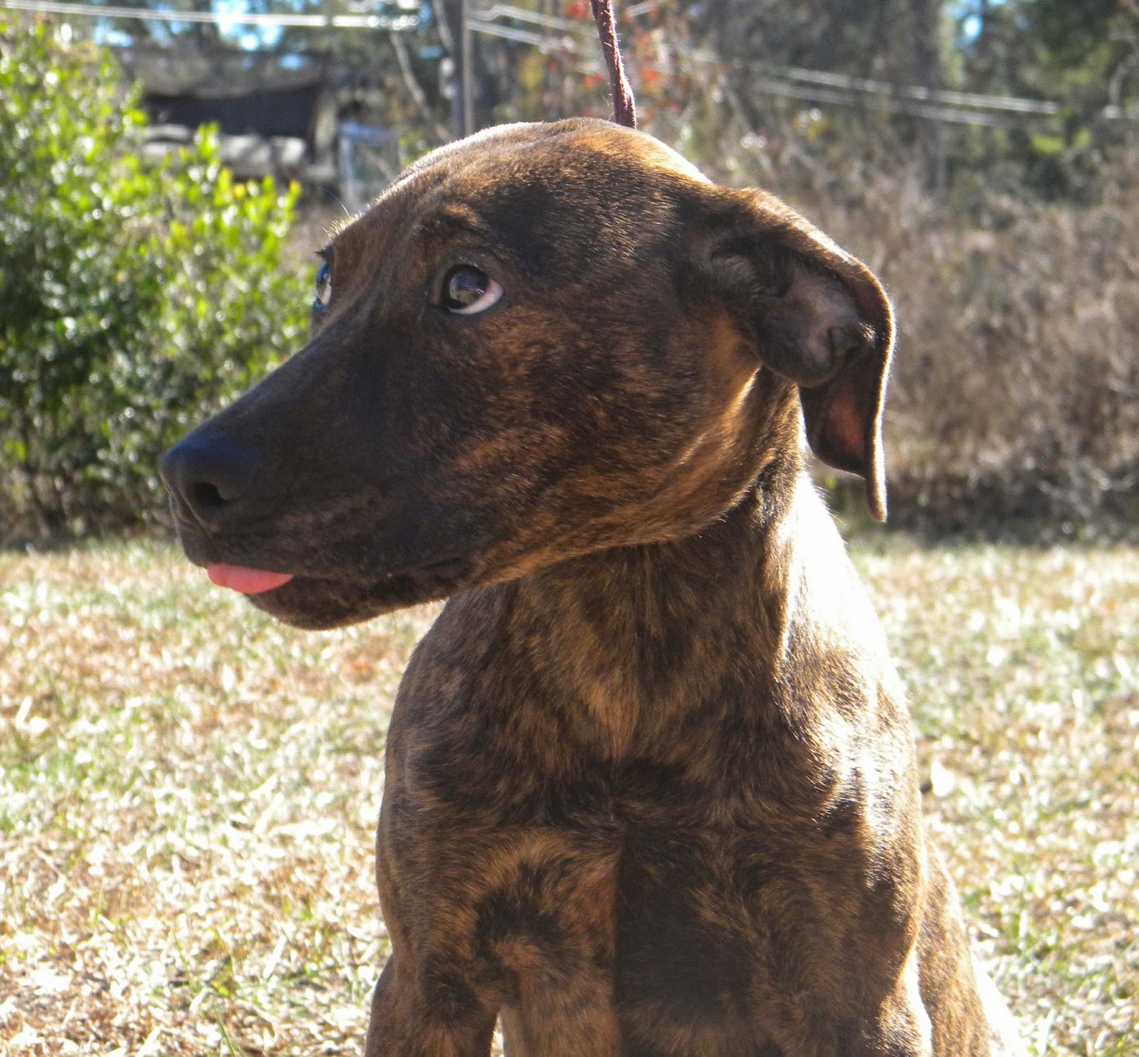 Plott hound
