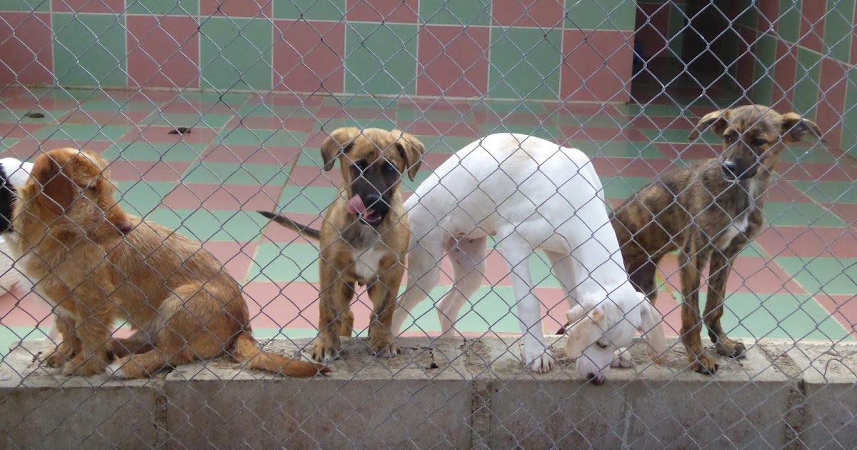 Scooby English News Blog: ON THE NECESSITY OF NEUTERING DOGS AND CATS