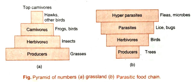 ECOLOGICAL PYRAMIDS