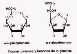 Carbohidratos. - Introducion a la Real Bioquimica.