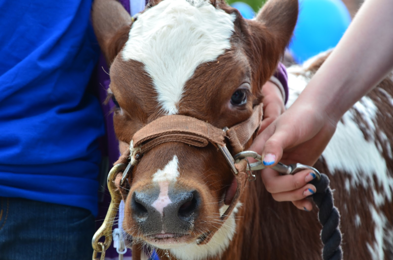 Swedish Immigrant: How now, brown cow?