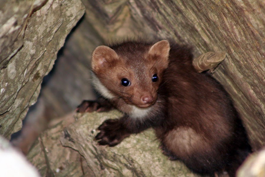 Animals World: latest images of animal sansar resimleri squirrels