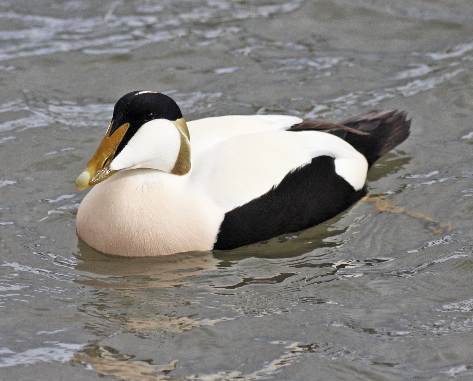 Simon and Karen Spavin: Eider Ducks