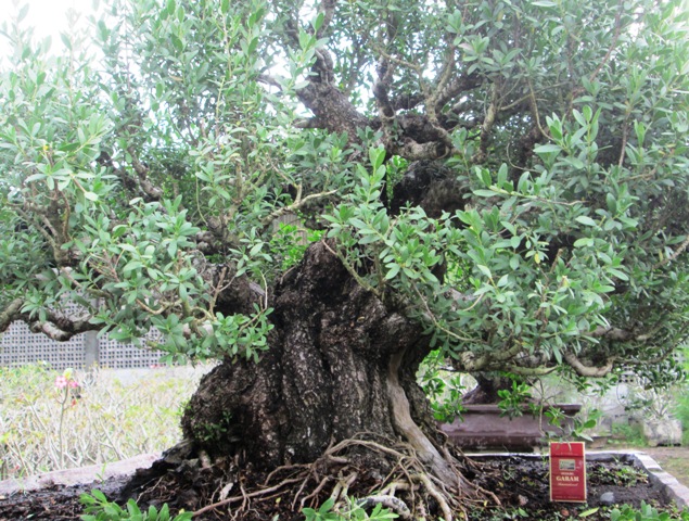 Bonsai Bali Info: LELANG BONSAI SANTIGI