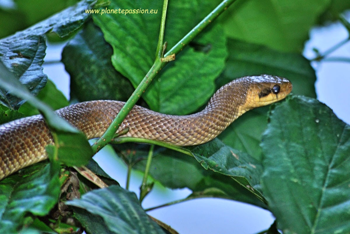French wildlife and beekeeping: An Aesculapian snake fell in the river ...