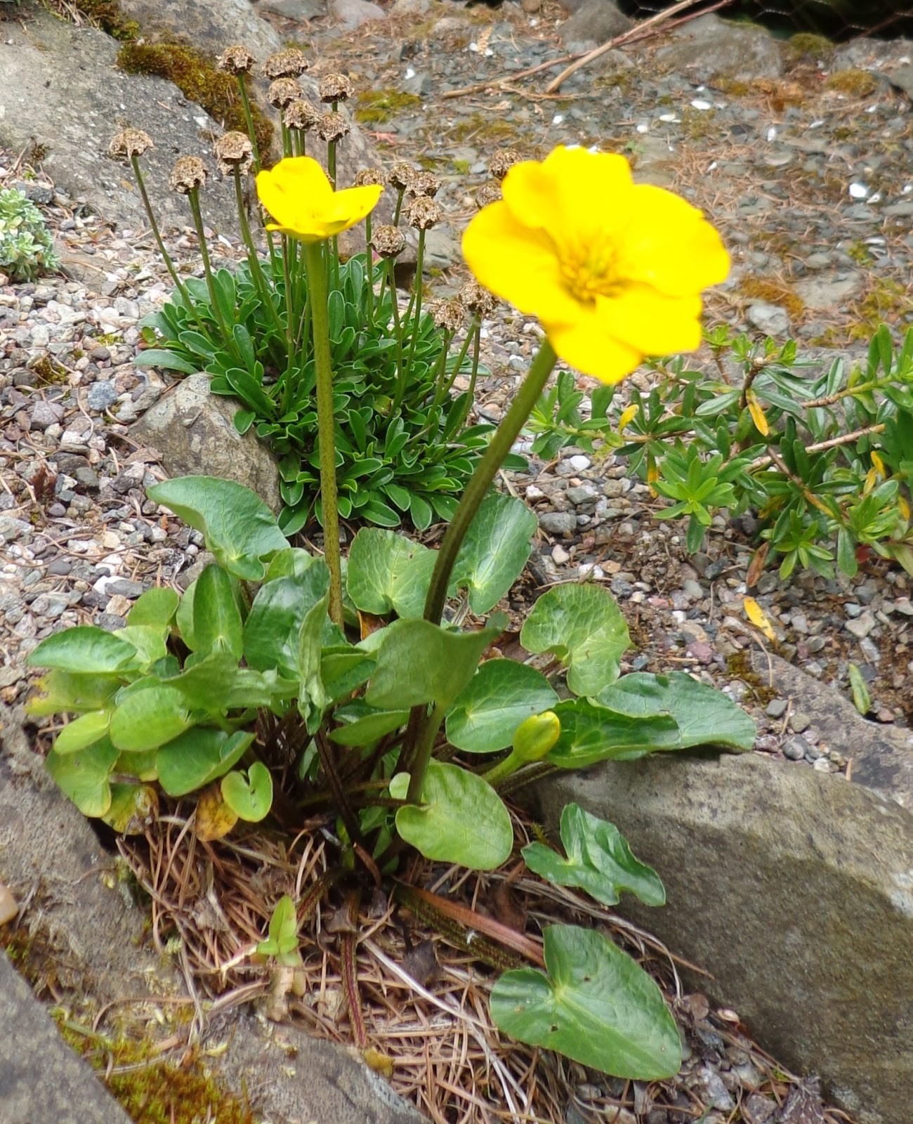 Prairiebreak: Glimpses of a master's garden: Cyril Lafong