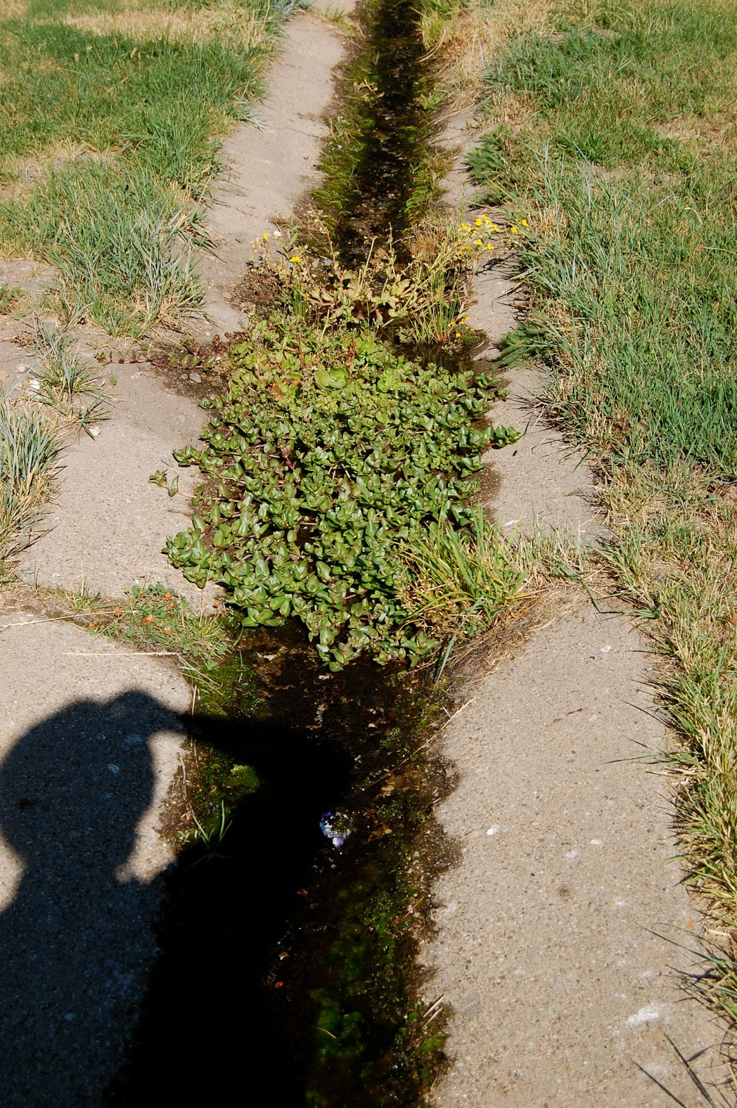 blackoaknaturalist: Last-Ditch Attempts, 1