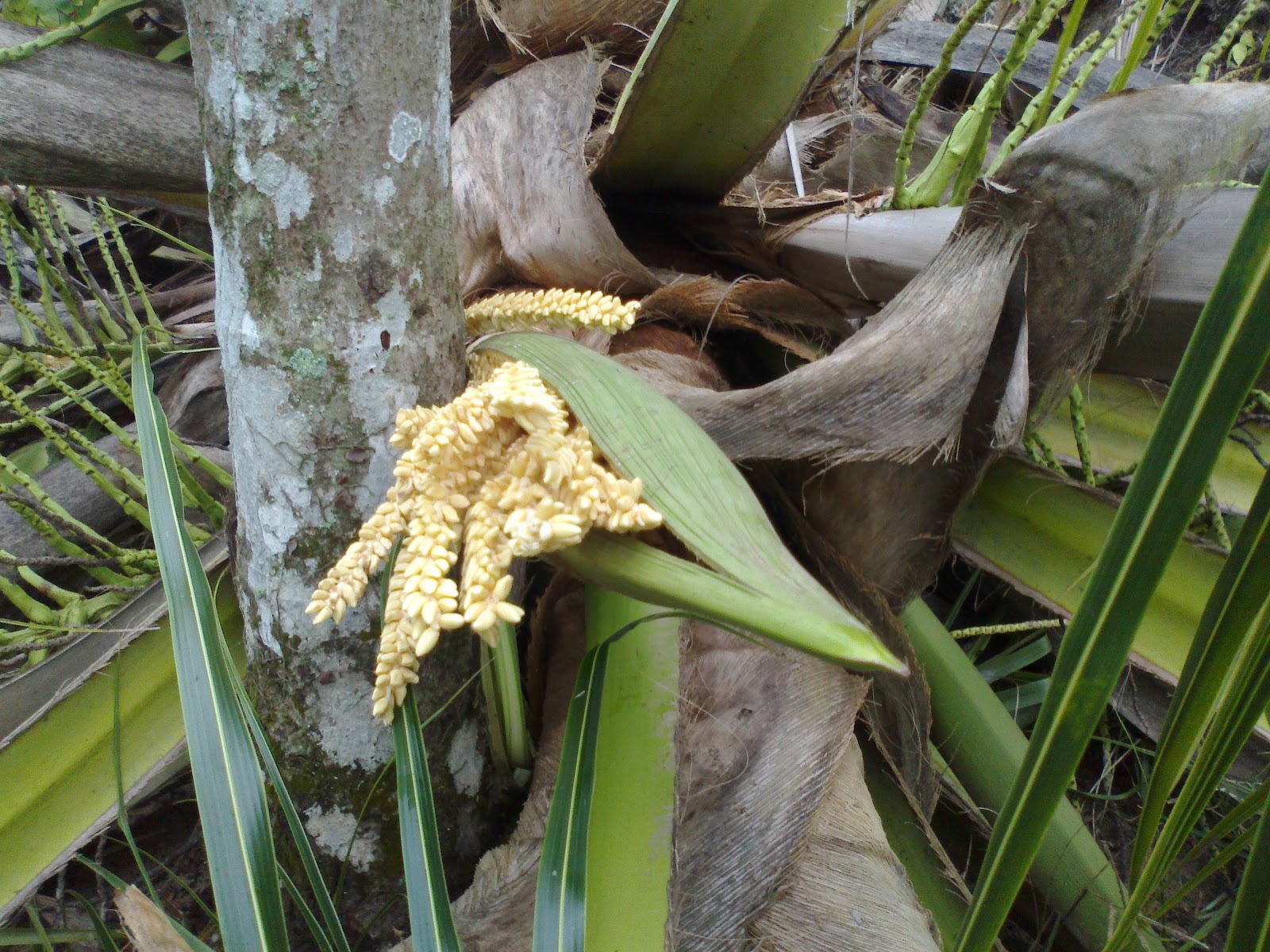 Tak Kenal Maka Tak Cinta: Asal Usul Peribahasa