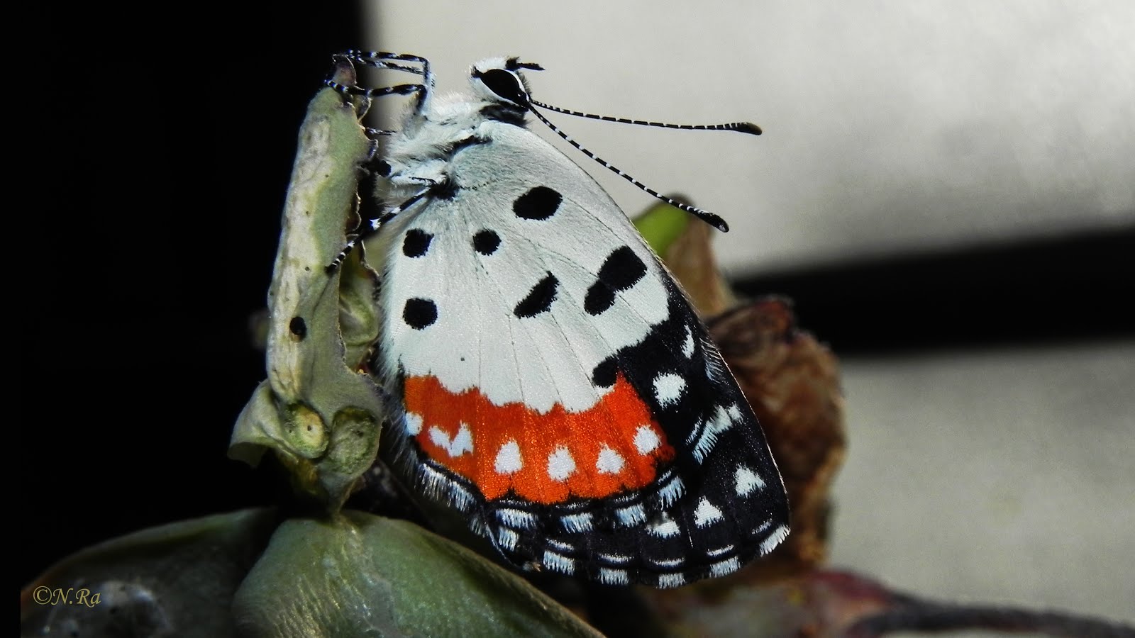 Red Pierrot Butterfly