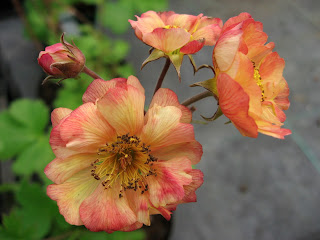 All about plants and more: Glorious Geums