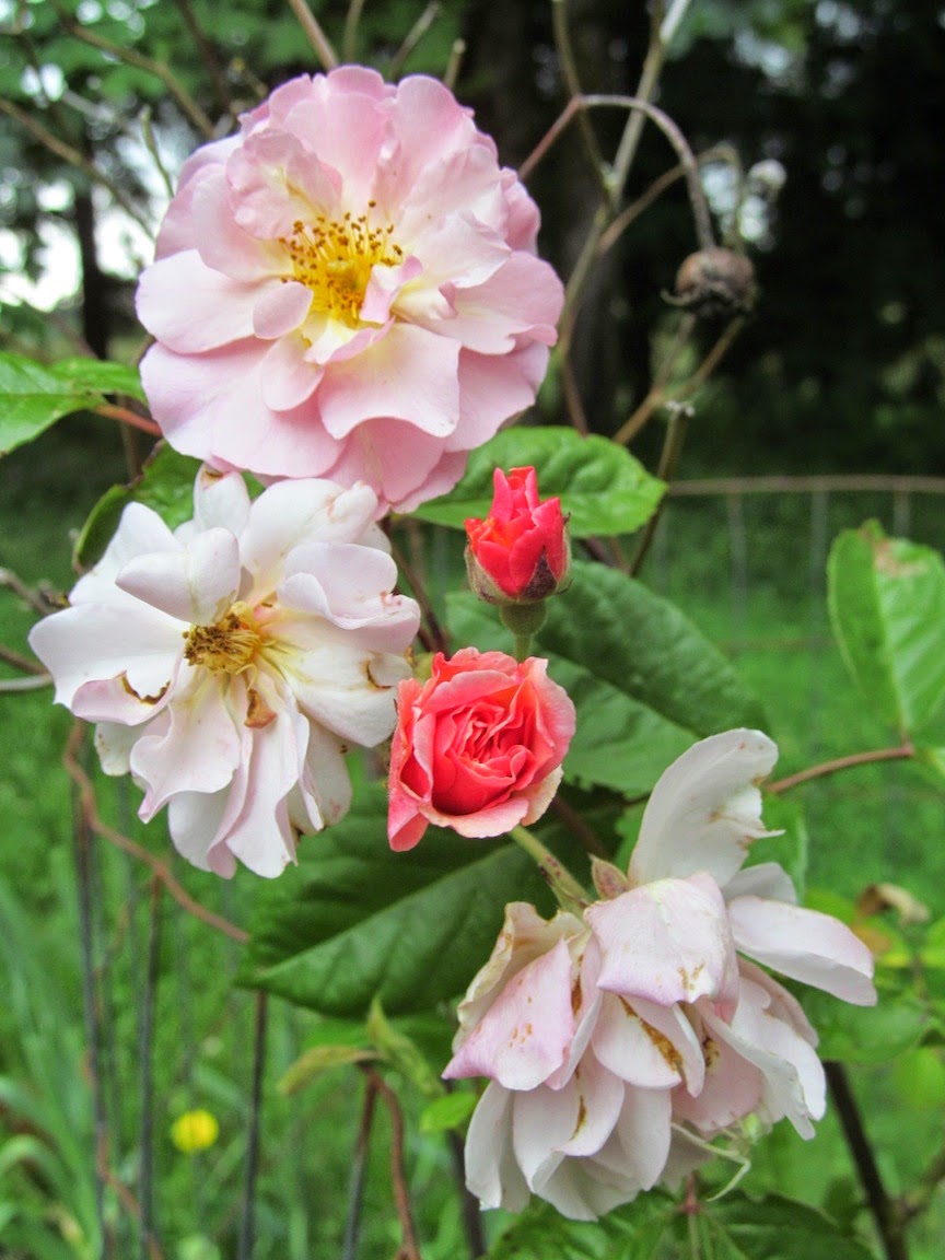Weeding on the Wild Side: Continuous Bloom, Roses, Clematis, June 2, 2014