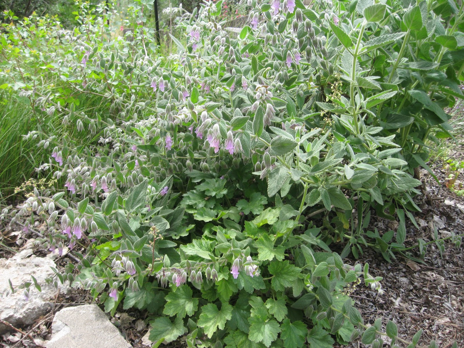 Mother Nature's Backyard - A Water-wise Garden: Plant of the Month ...