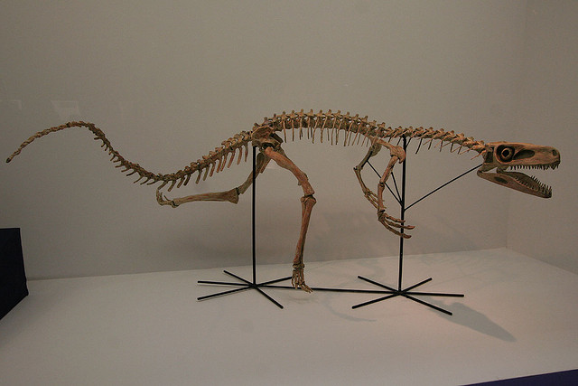 Staurikosaurus | Dinosaur, Primitive, Prehistoric creatures