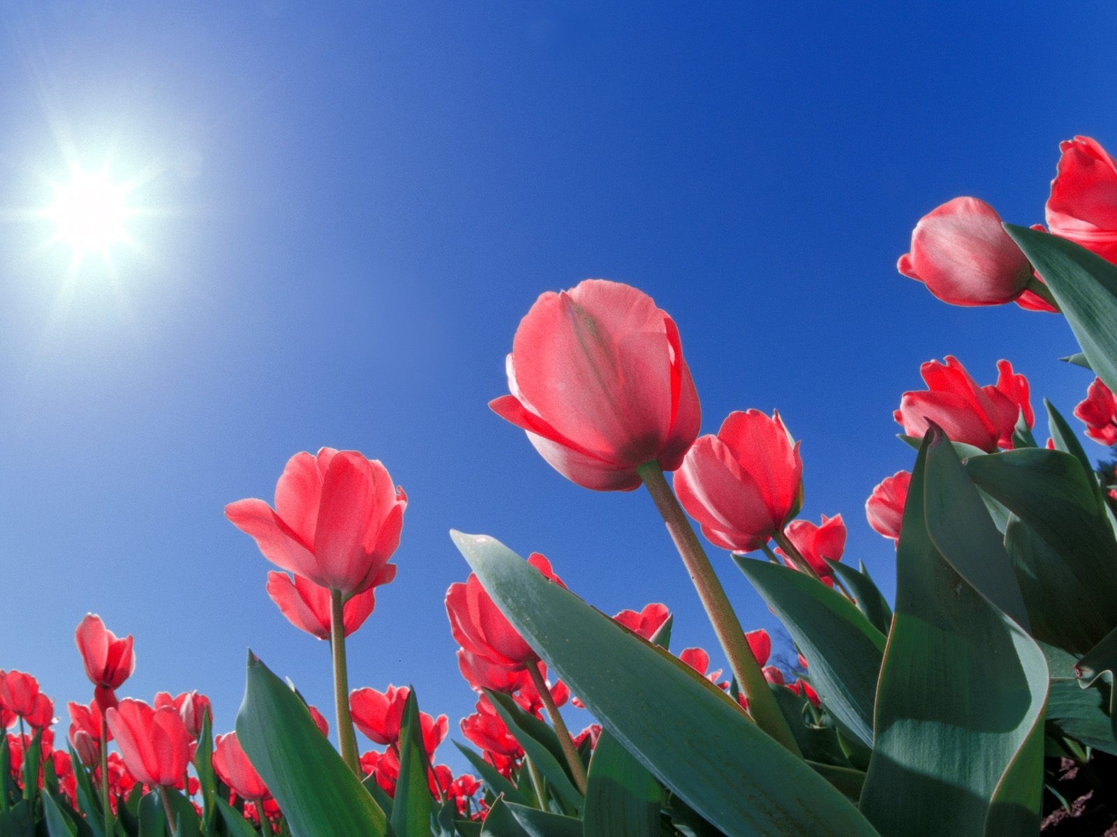 wallpapernarium: Bellos tulipanes rojos bañándose en el sol