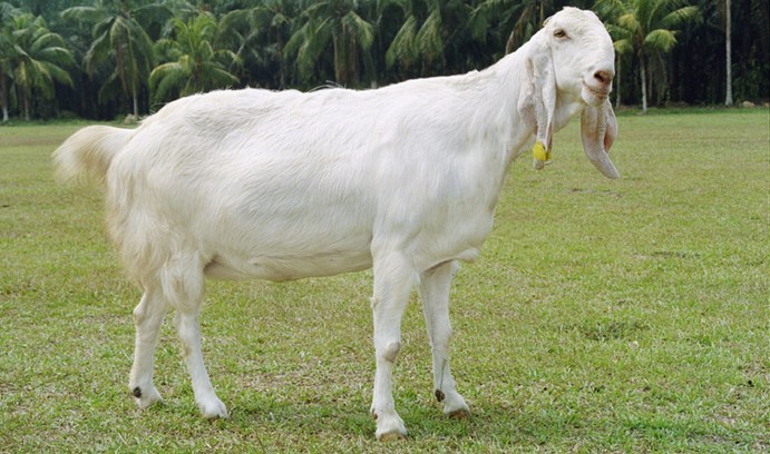 GEOGRAFI LINGKUNGAN: KAMBING : HEWAN TERNAK PEMAKAN DEDAUNAN