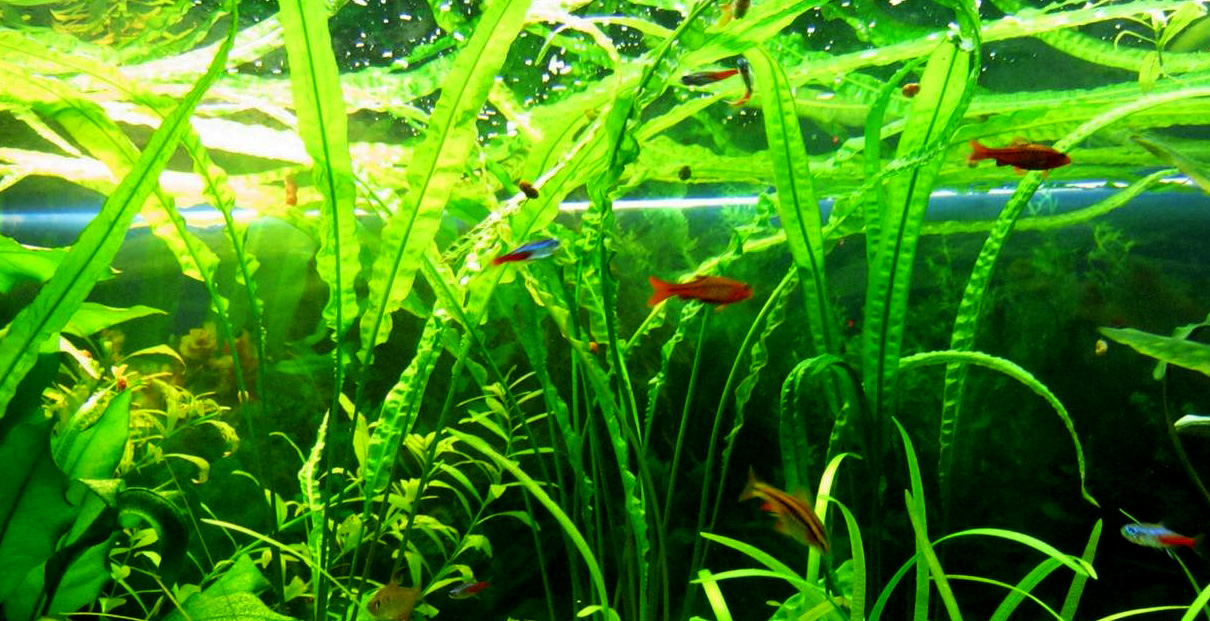 Mengenal Cryptocoryne crispulata var. balansae ~ Aquascape Batang