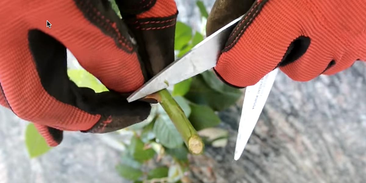 How To Grow Roses From Cuttings Fast And Easy Handy Diy