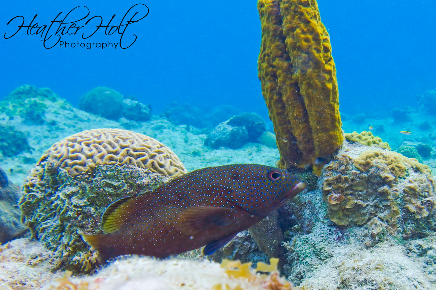 SILVER SANDS: Groupers Galore!