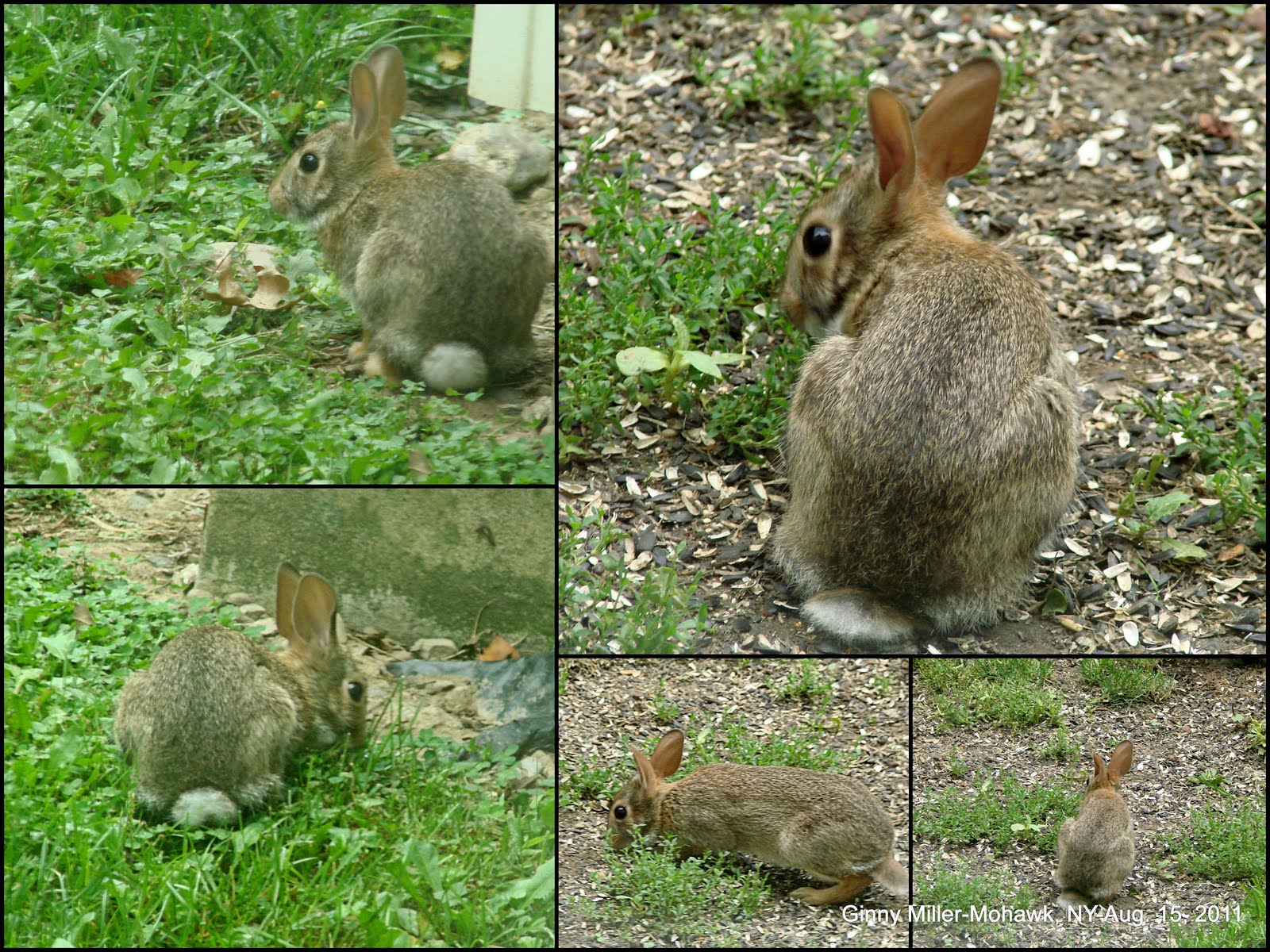 Photography By Ginny: Young Woodchuck-Juvenile Cardinal-Bunny-8-16-2011