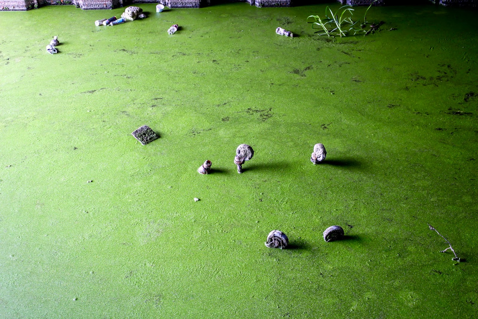 pointless walks to dismal places: Manvers Main Colliery to Cortonwood ...