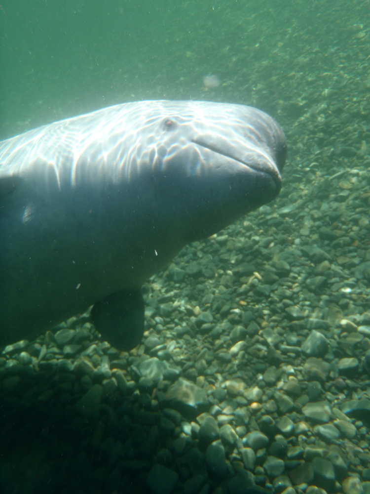 My Newfoundland Kayak Experience: Great Colinet Island (2016) Part 1