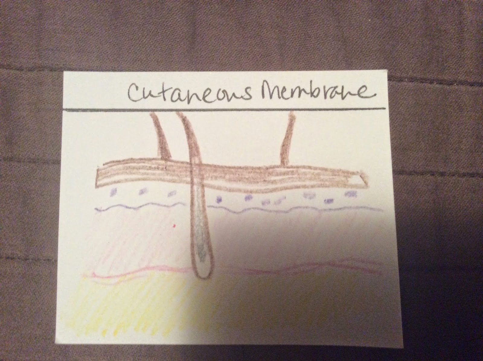 Jaime's Human Biology Blog: TISSUES, SKIN, MEMBRANES LAB