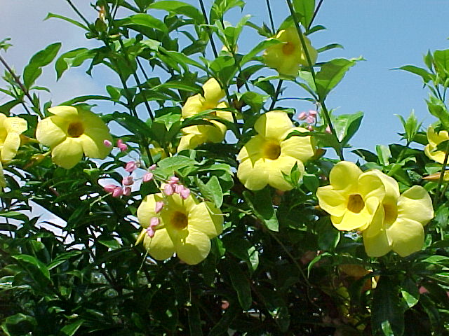 Allamanda | World Of Flowers