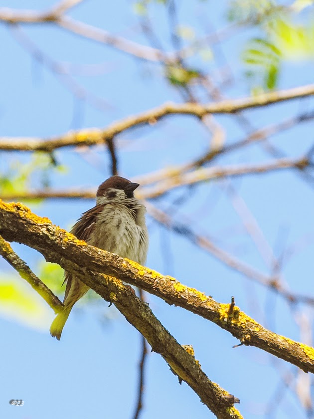 Foto: Vrabia de camp