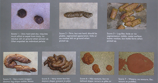 What’s in the Poop? (Part I)