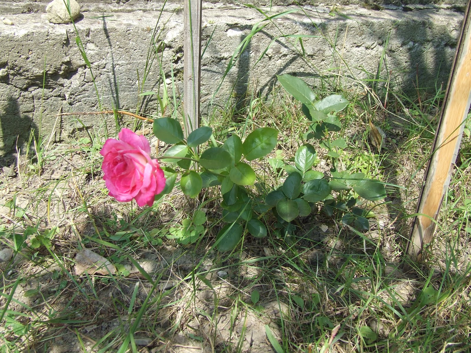 Timp liber: Inmultire trandafiri