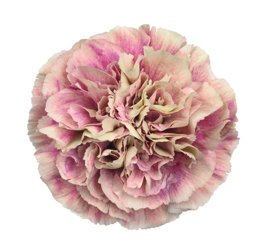 A. Perri Farms: SUN TOUCHED JAPANESE EARTHTONE CARNATIONS