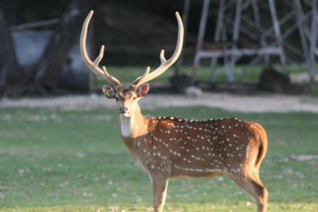 10 Contoh Hewan Mamalia Beserta Gambar Dan Penjelasannya - SemuaContoh