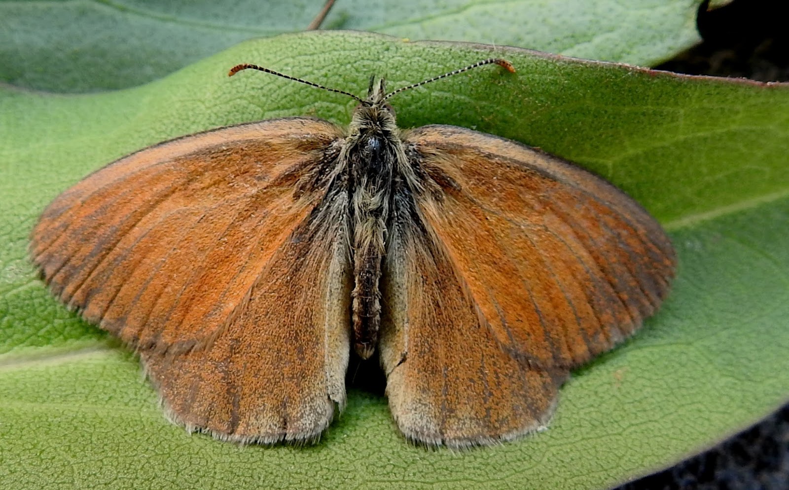 Nature Moncton Nature News: July 21 2016