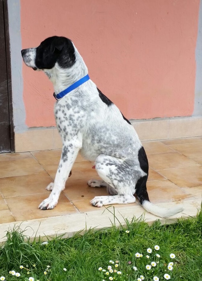 CUOREDICANE: ENNESIMO RINNOVO!! RINGO, MERAVIGLIOSO INCROCIO ALANO, TG ...