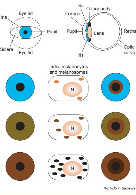 eyes eyes eyes: Eye colour: portals into pigmentation genes and ancestry