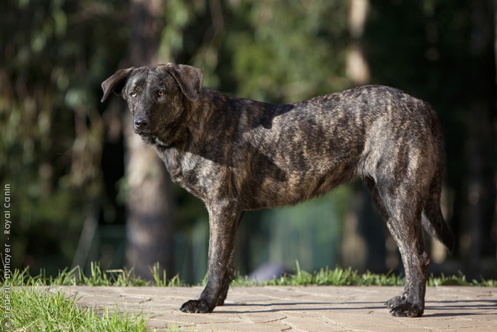 What Is The Origin Of The Cao De Castro Laboreiro