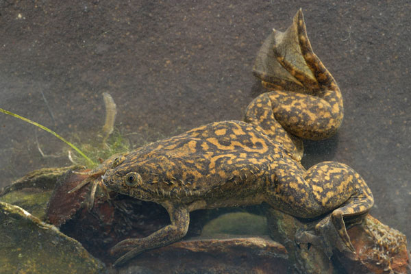 Compañeros de viaje: Rana africana de garras (Xenopus laevis)