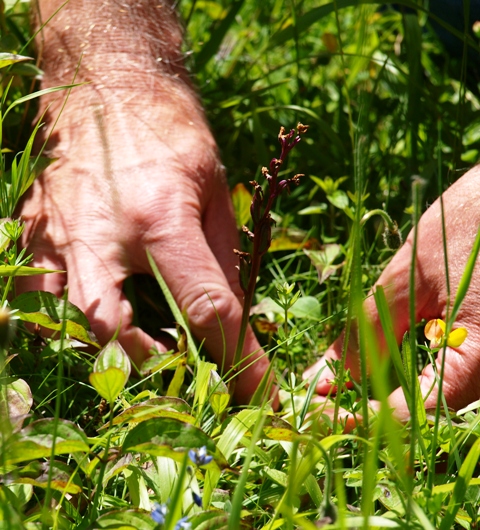 Eight orchid genera at the Paris end of Bix Bottom*