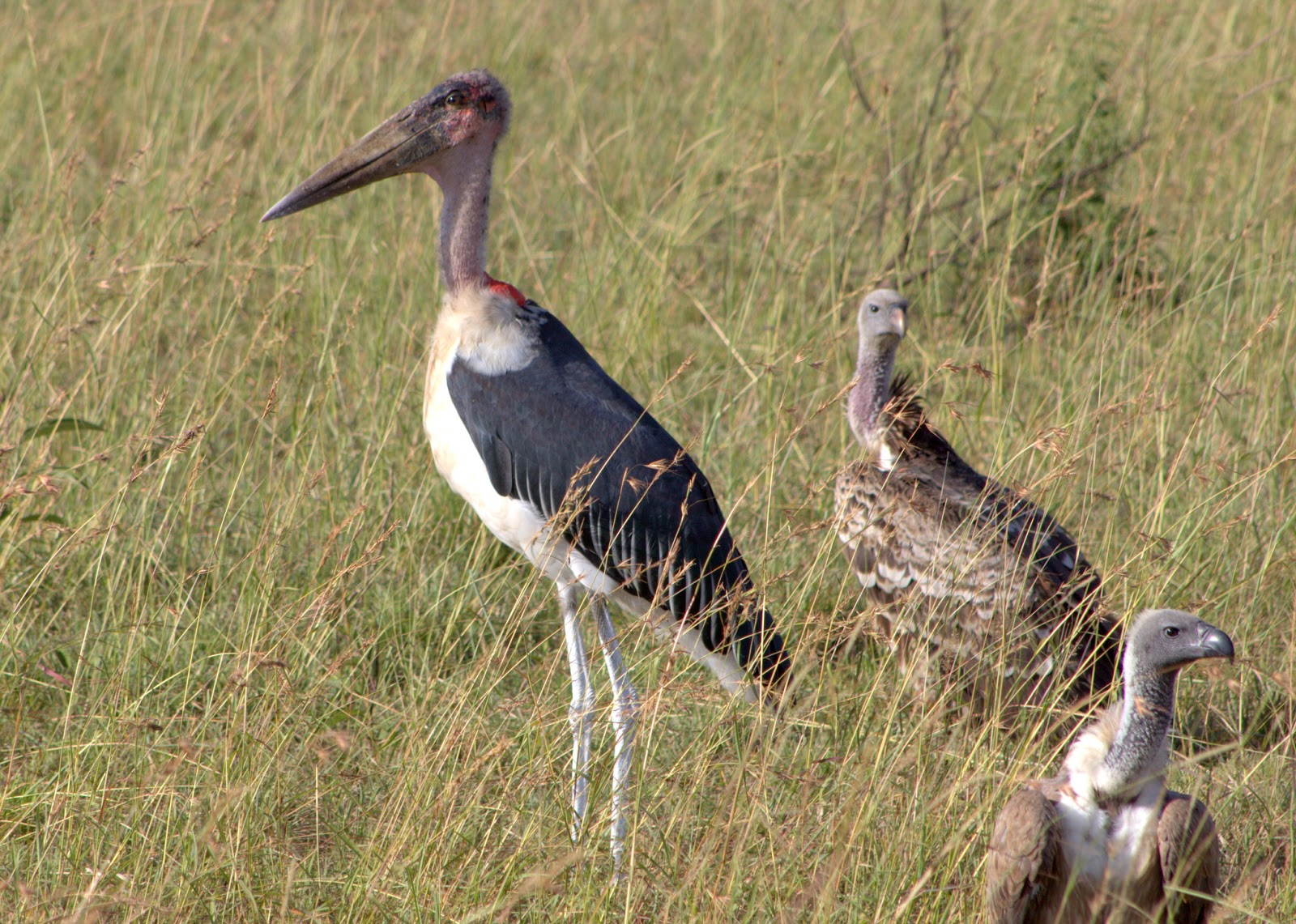 Something About Everything: Kenya : Birds