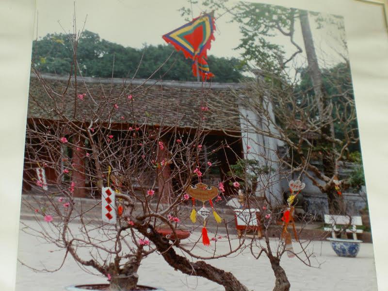Đào Hoa: Ornamental flowering peach trees