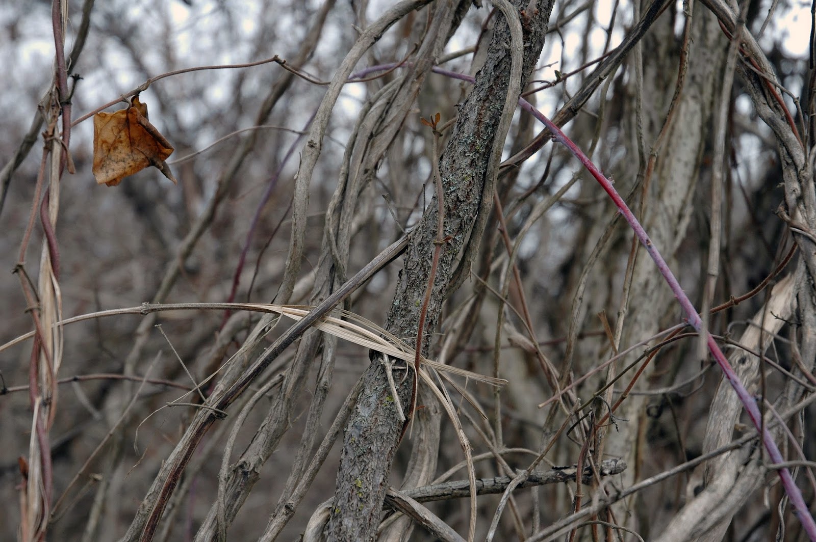 Field Biology in Southeastern Ohio