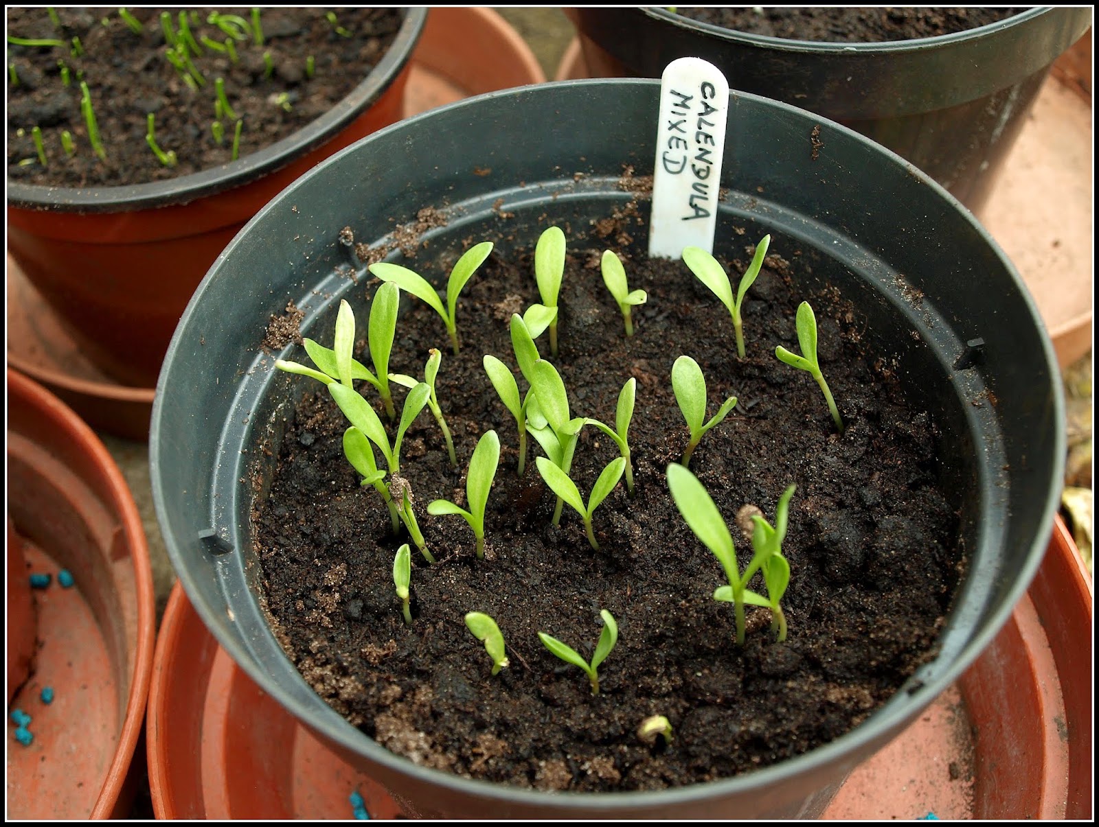 Mark's Veg Plot: Good germination rates