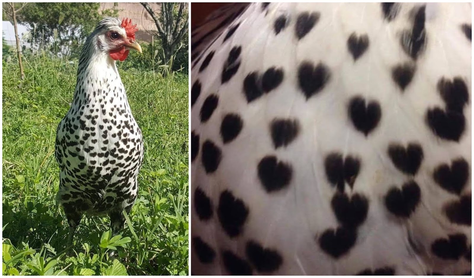 Natures Surprise: This Hen Has Heart Shapes On Her Feathers