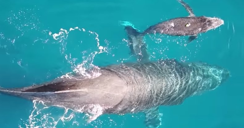 The birth of Modern Man: Scientists Capture Incredibly Rare Video of ...