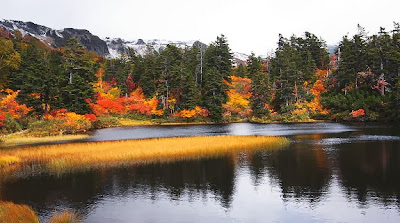 Temperate Coniferous Forests in Japan: Human Impacts in Temperate ...