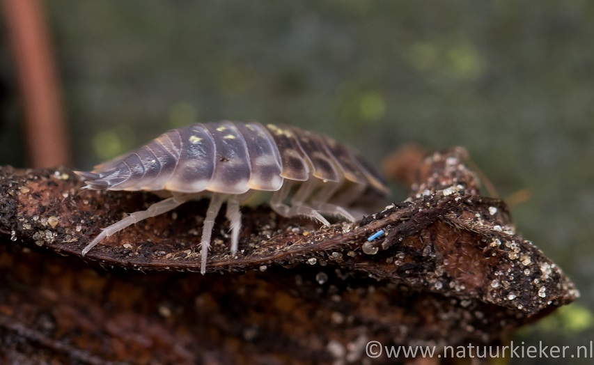 Pissebedden zijn nuttig