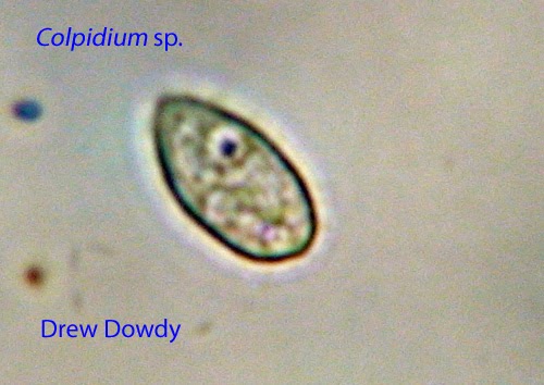 Drew's Microaquarium Observation Blog: Week 2