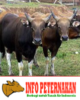 Karakteristik Sapi Bali ~ Peternakan