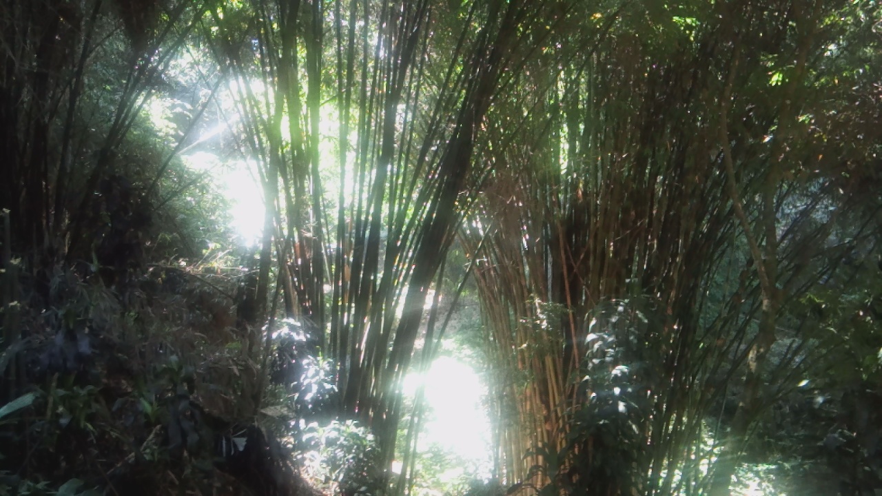 Dua jenis Bambu dengan diameter Terbesar di Dunia ternyata ada di sini